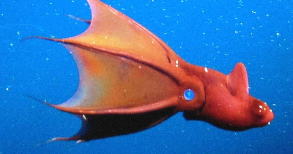 Animals of the world: Vampire Squids, Vampyroteuthis infernalis