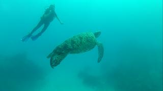 FIRE Light Group: Australia - Great Barrier Reef