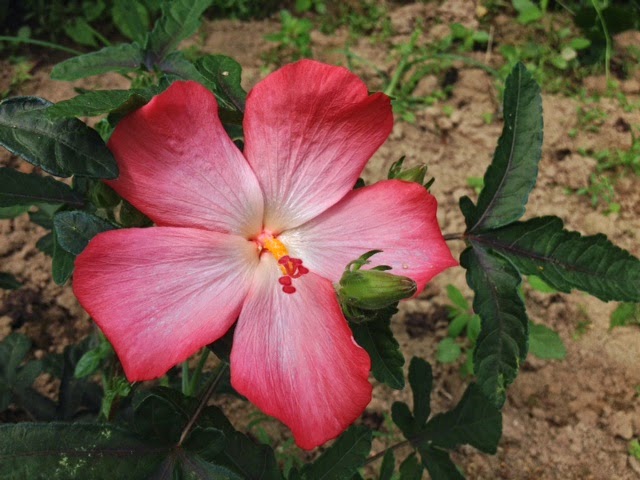 Heart and Sole Food: What's Garden Trendy for 2015? I'll Take a Guess.
