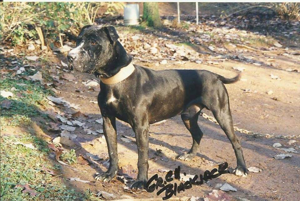 Game Dog World: 2016