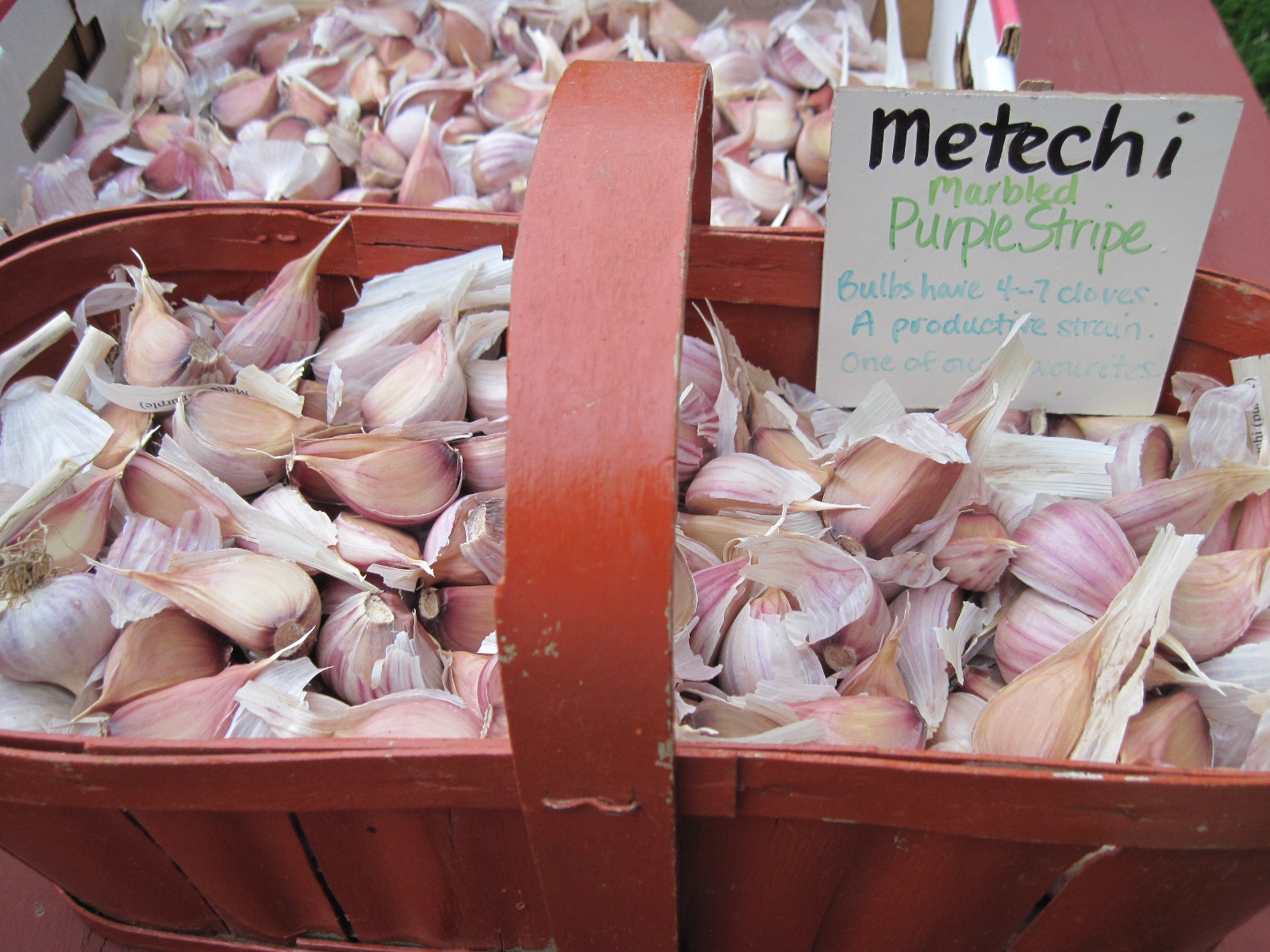 Growing Ontario Garlic: Garlic Growing Guide