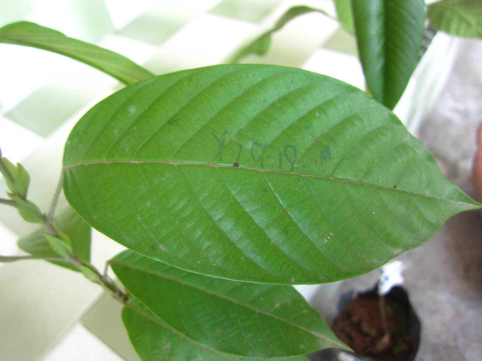 Dari Hutan ke Bandar...: KENALI BENIH POKOK MERANTI @ 1