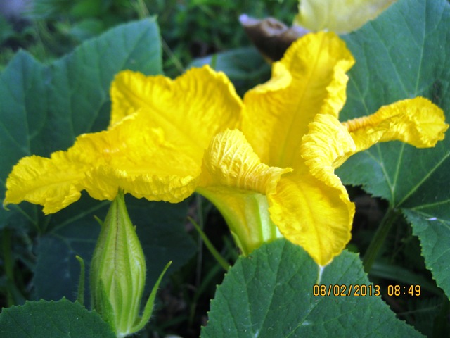 madisyak.blogspot: BUNGA LABU