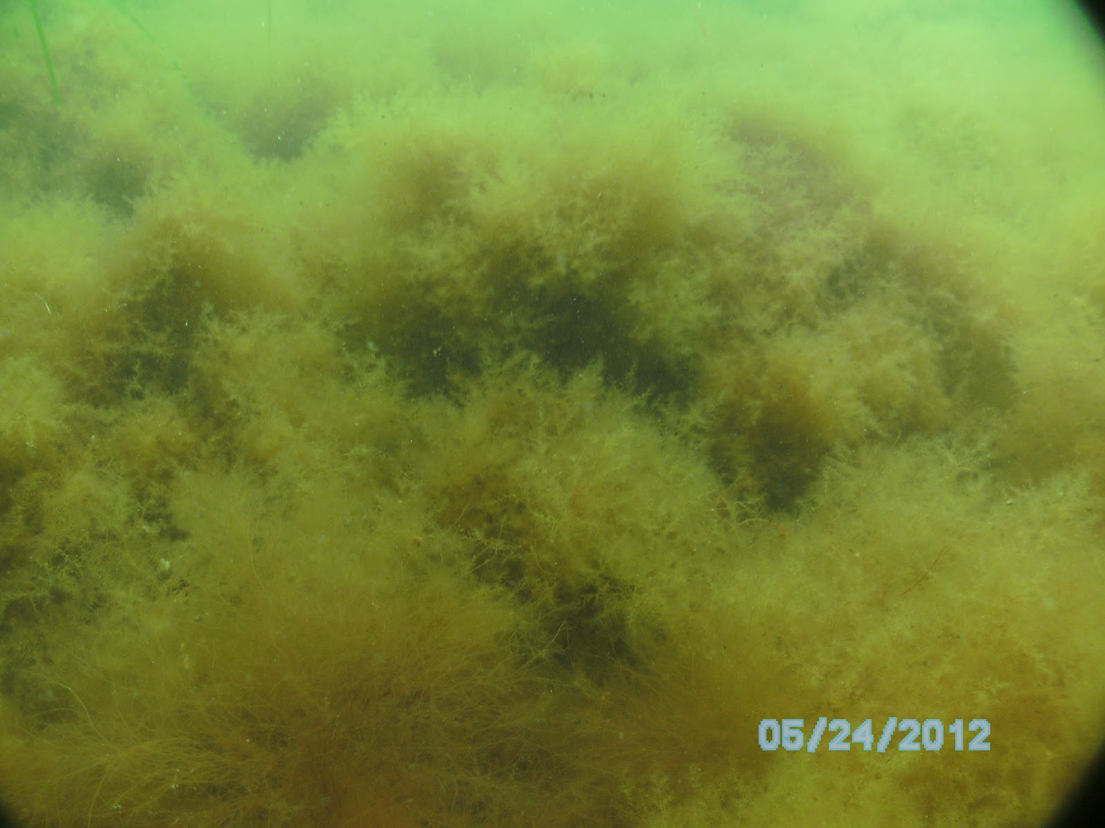 SeagrassSoundings: Drifting mats of red algae