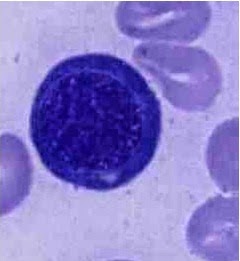 Fichero de Hematología: Morfología normal de los elementos celulares ...