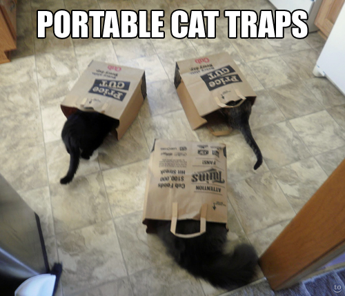 Sober in a Nightclub: Portable cat traps.