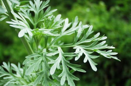 💗 Naturiste.RO 💗: Pelinul (Artemisia vulgaris)