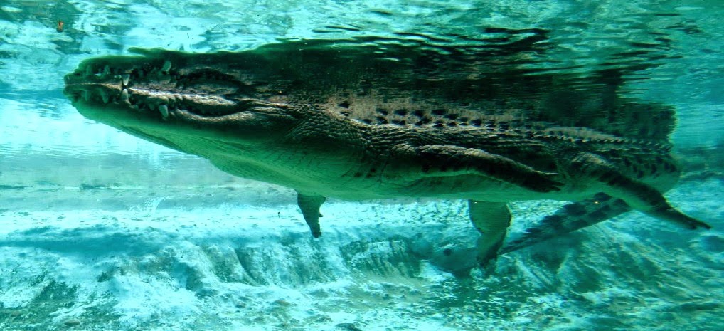 www.fromatravellersdesk.com: The Alligator Farm & Zoological Park ~ St ...