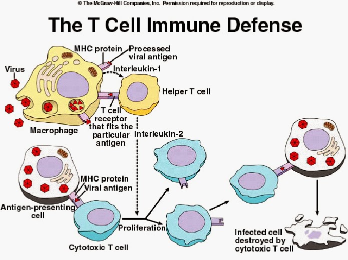 Blake's Honors Biology Blog: Immune System Quiz