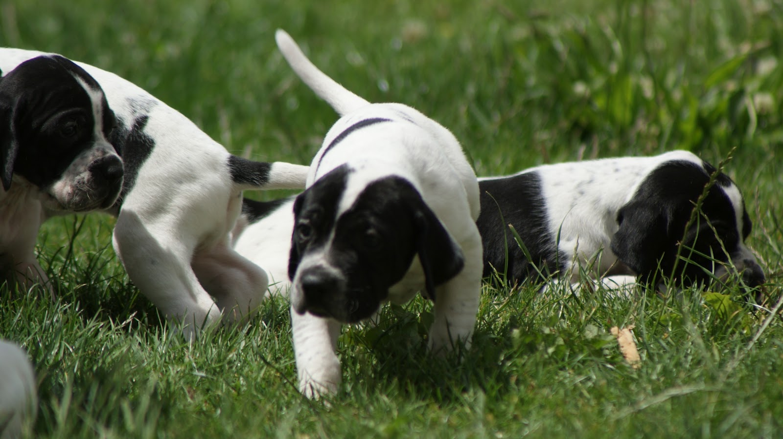 Chiots Pointer Anglais LOF de Bahia et Bird: 1 mois déjà