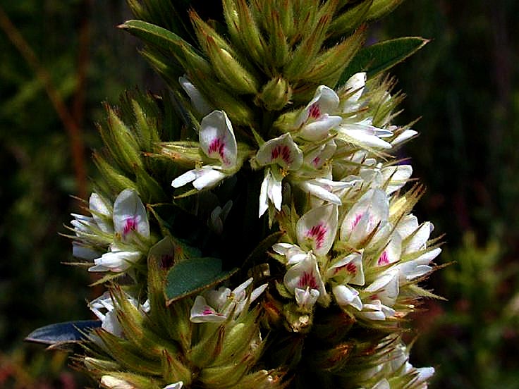 Field Biology in Southeastern Ohio: Lespedeza Bush Clovers
