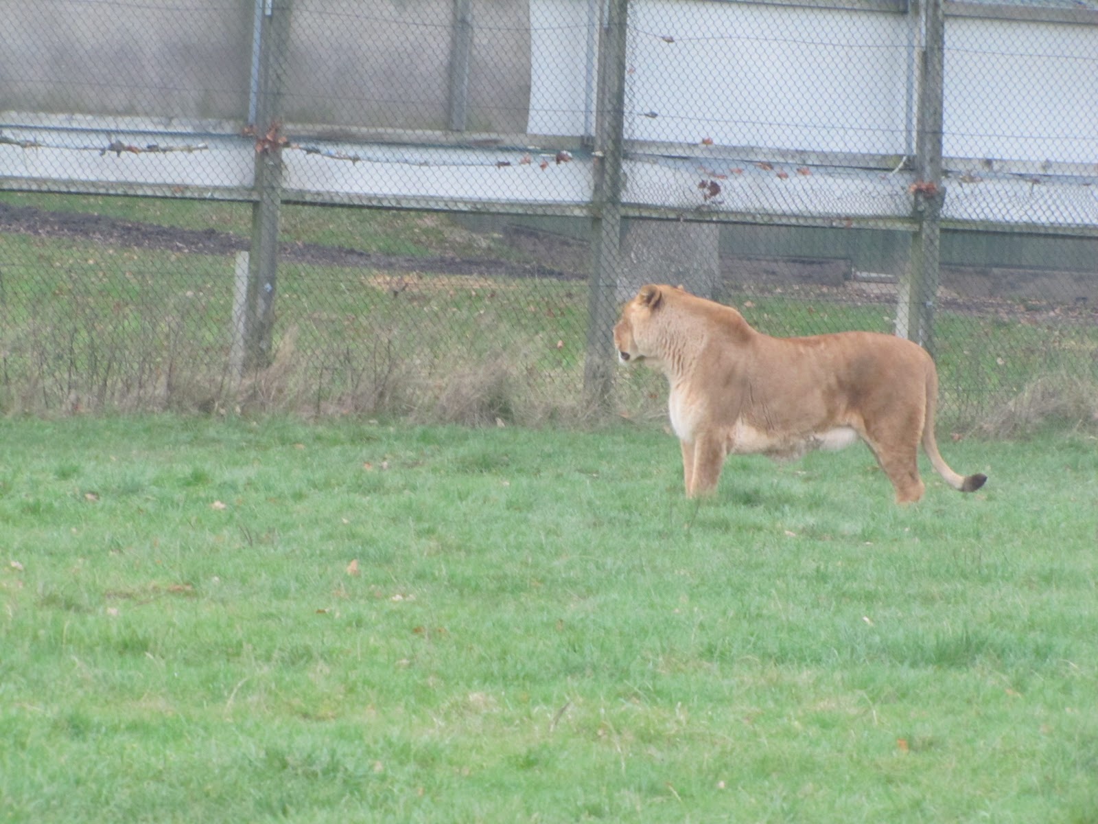 Pics of lion's neck musculature - Page 20 - Animal vs Animal