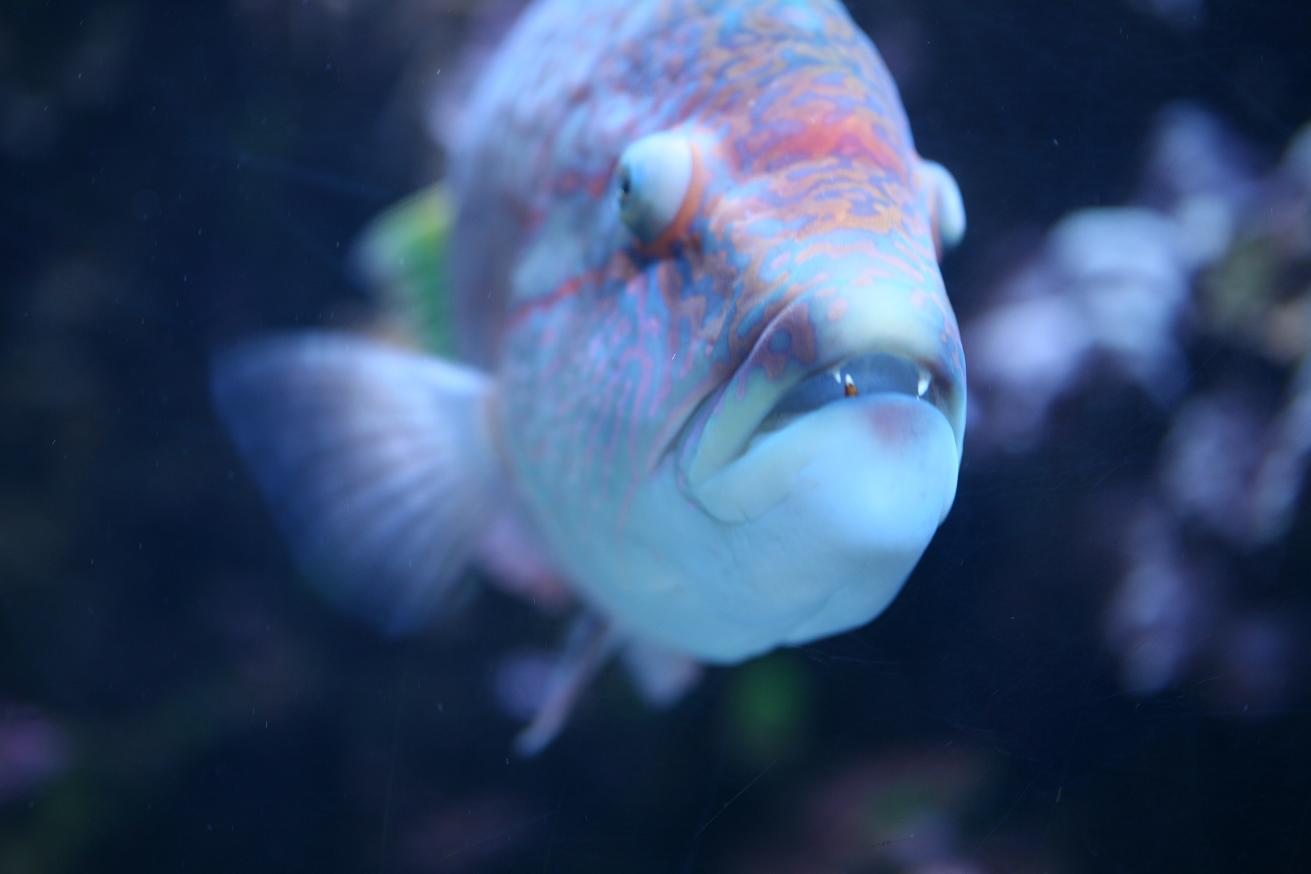 quibbling jottings: Maui Ocean Center