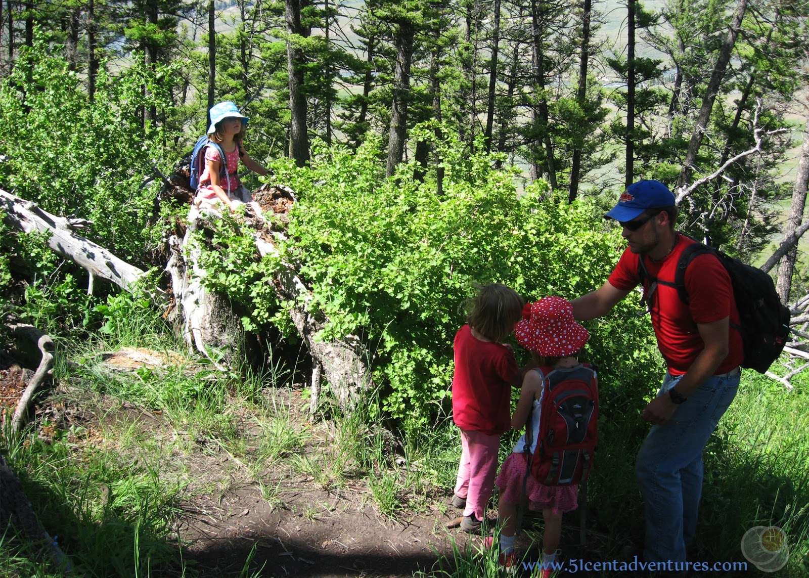 51 Cent Adventures: Petrified Trees in Yellowstone National Park