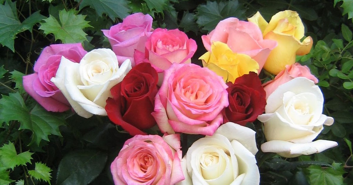 Wallpapers rosas