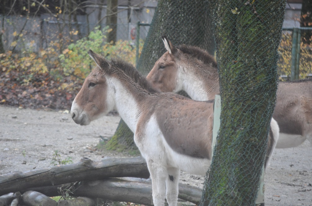 ZOOTOGRAFIANDO (6.100 ANIMALS): KIANG / KIANG (Equus kiang)