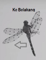 Anim Agro Technology: BAGAIMANA PEPATUNG TERBANG?