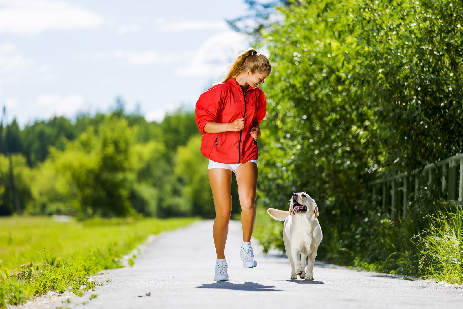 A Beginner's Guide To Keep Your Dog In Good Shape