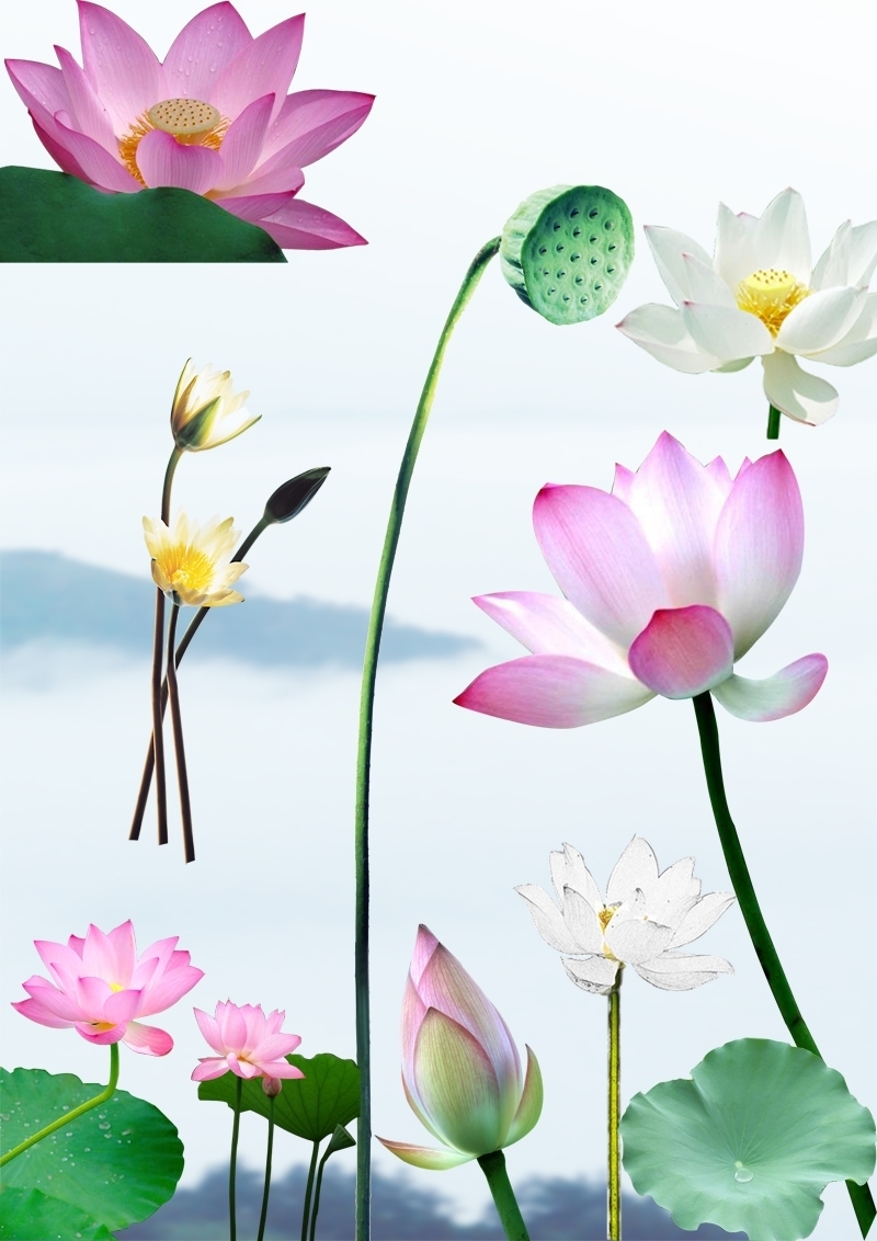 vietsinhvienit: vector hoa sen