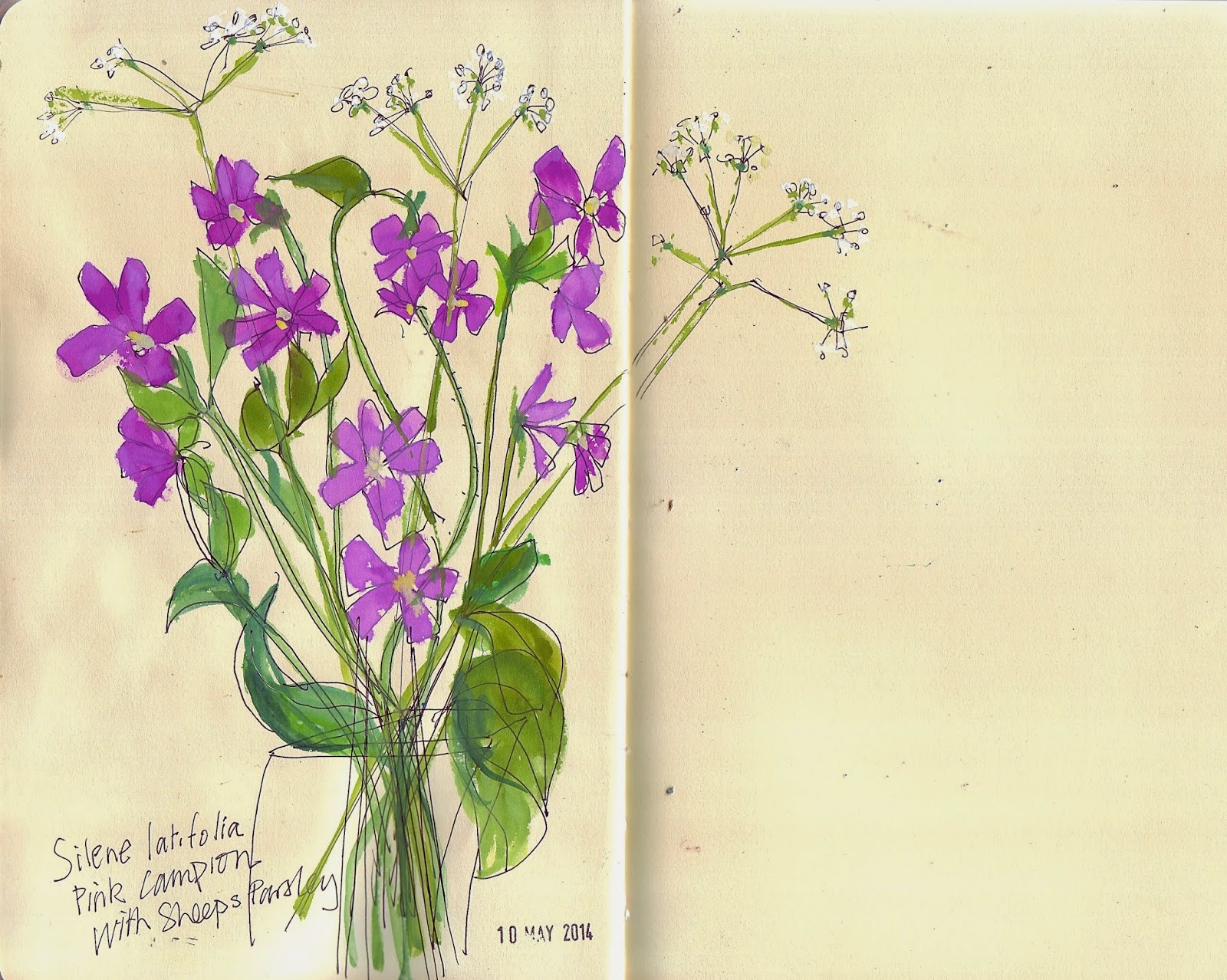 Tim Baynes Art: RED CAMPION