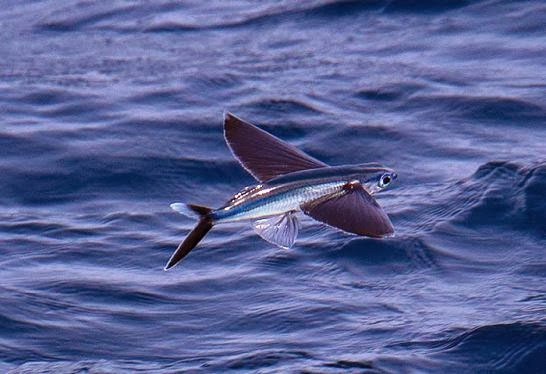 Curiosidades del Mundo: El Pez volador golondrina.