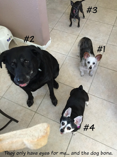 Tiny Little Reveries: How to Walk Four Dogs in 33 Easy Steps