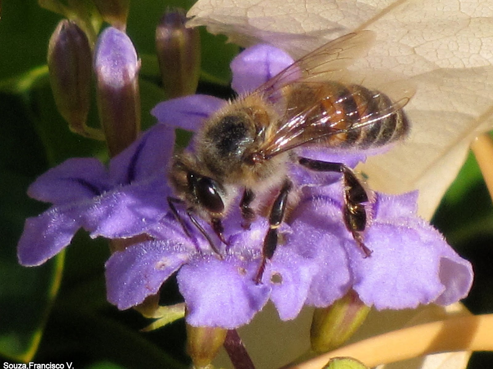 FAUNA E FLORA DO RN: Abelha Apis mellifera Linnaeus, 1758
