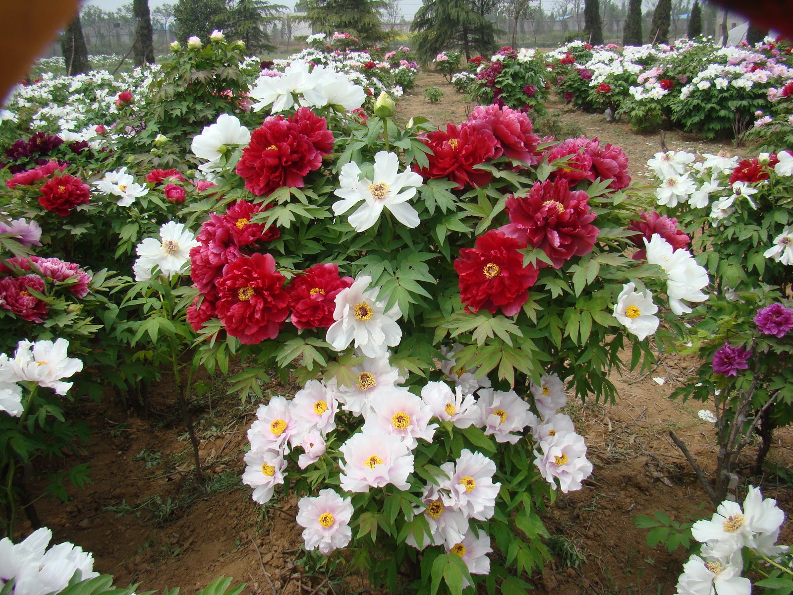 Canadian Peony Society: Combination Peonies