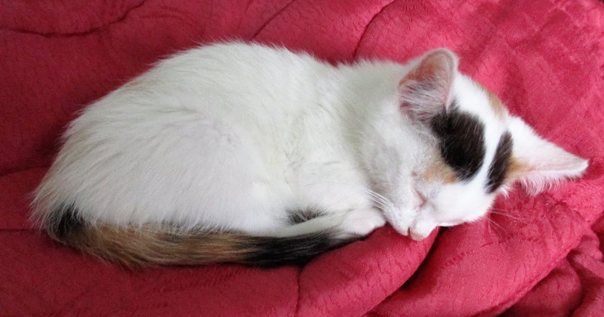 Suden silmukat: Ahududu Abudabo Aladobi