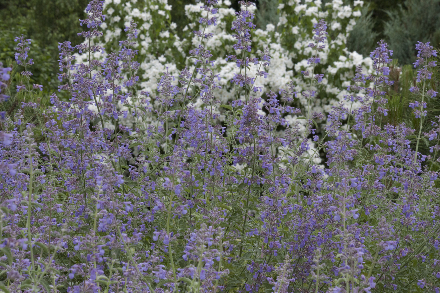 Prayer Gardeners blog: Catmint Is Great for the Garden Border