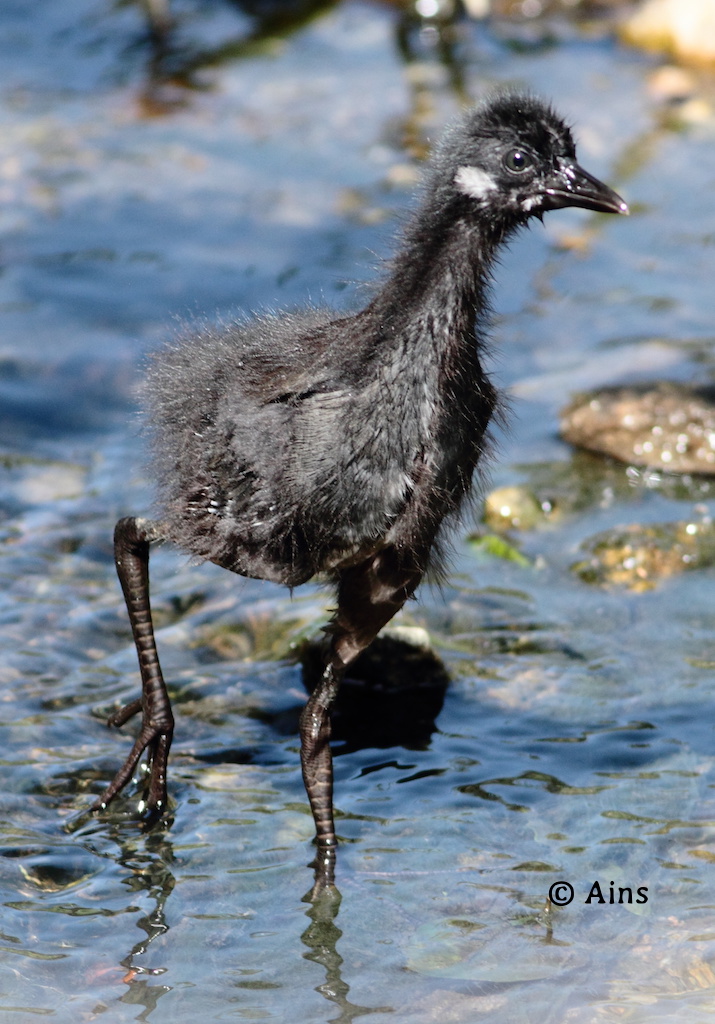MOUNT ABU BIRDS MY PERSONAL COLLECTION: White-breasted Waterhen Birds ...
