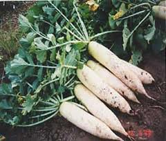 Aneka Resep Buah dan Sayuran: Khasiat Lobak