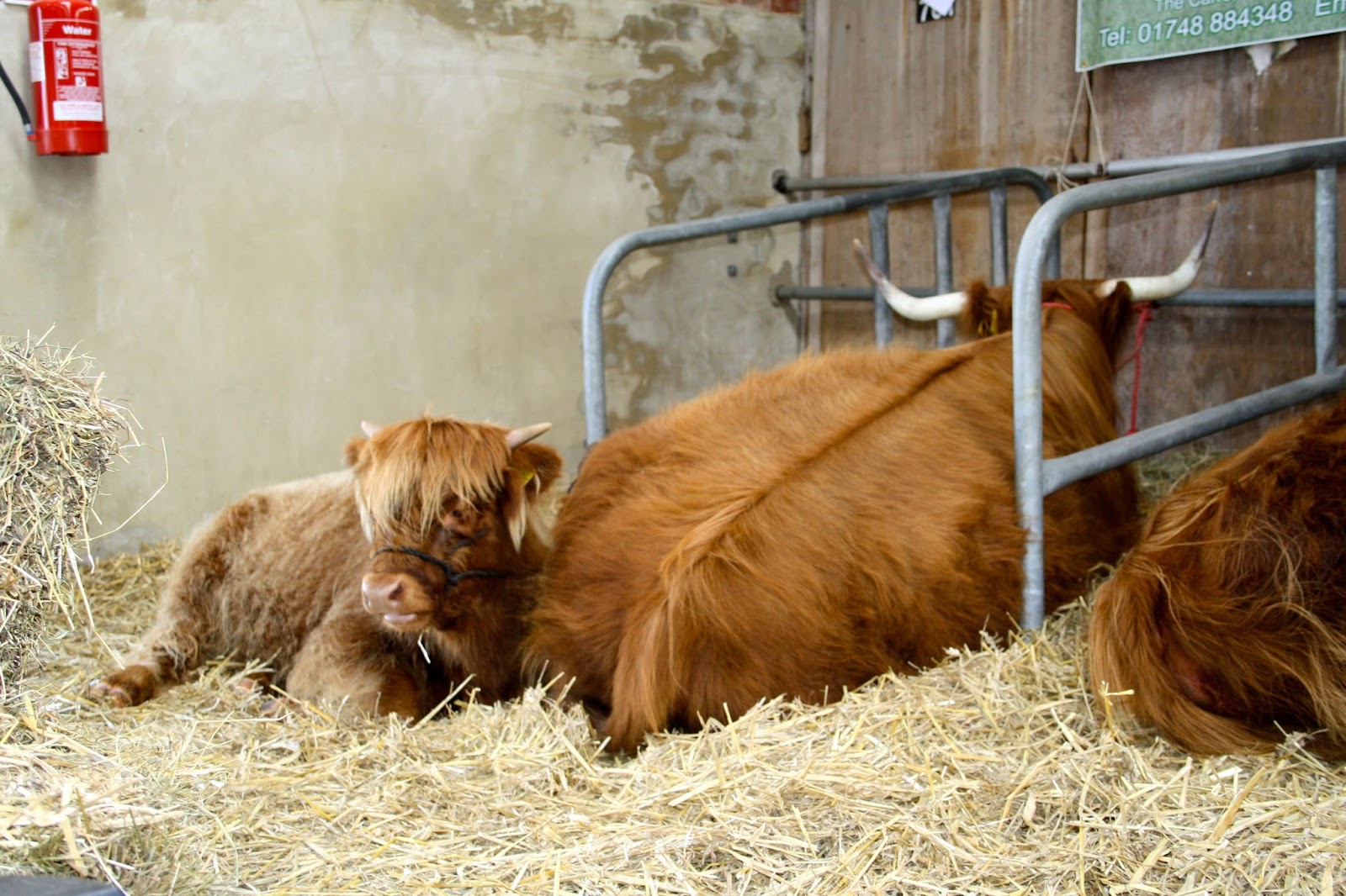 The Ginger Pig 'Hog Blog'