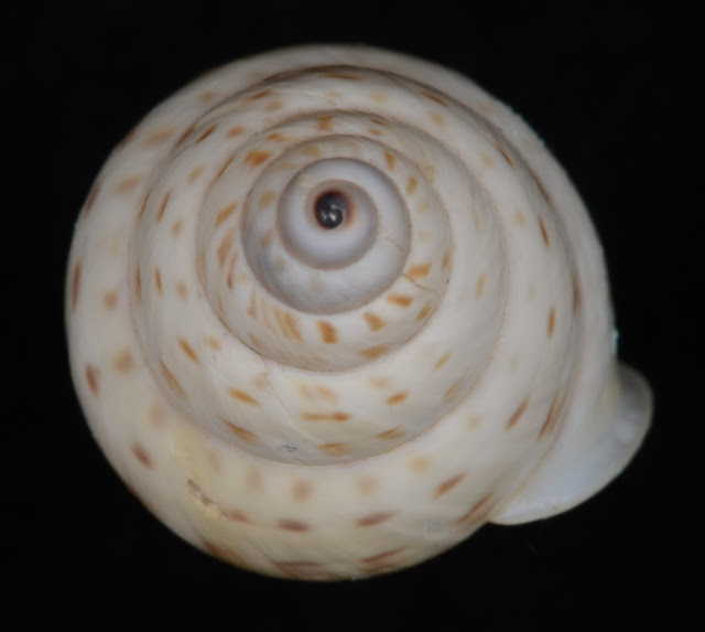 Dr. Lee's Gallery Museum: Amphidromus kuehni 33.08mm