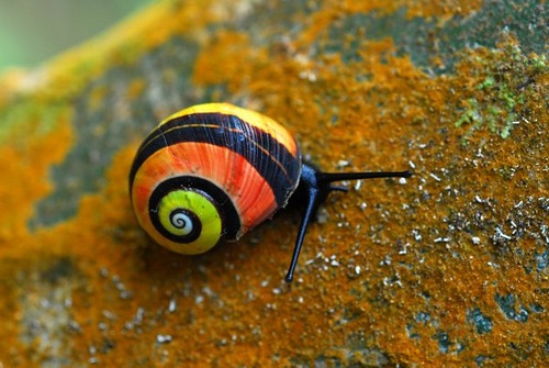 CARACOL DE ANDALUCÍA : Polymita Picta, la especie de caracol con más ...