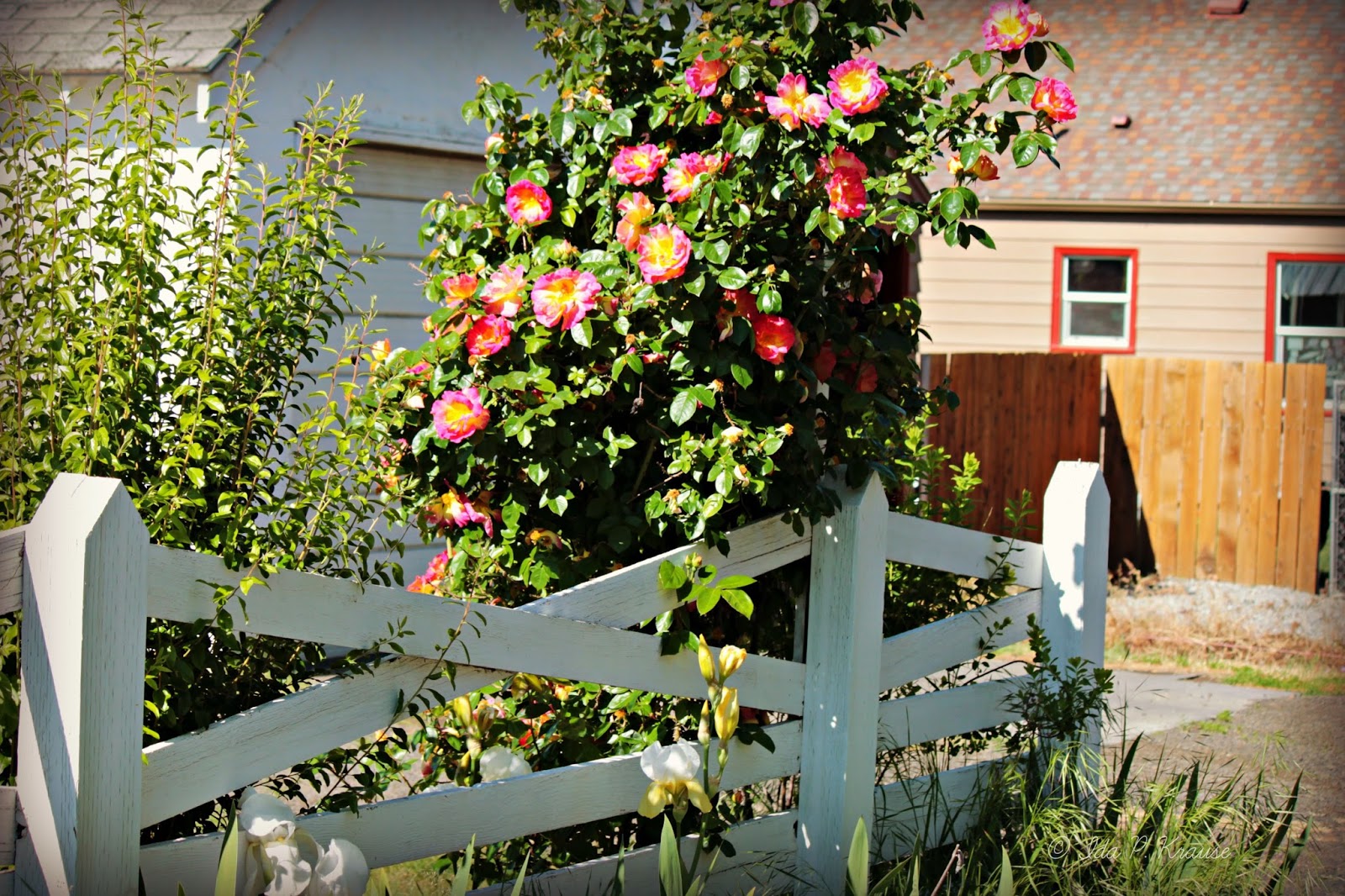 Wishes, Dreams & Other Things: Good Fences #78 - Wild Rose Fence