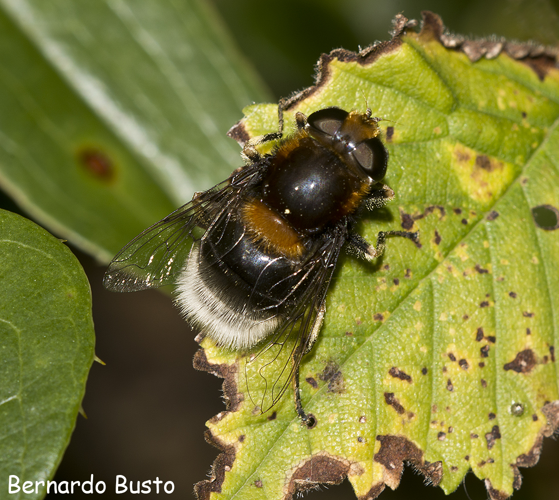 RÍA DE LA VILLA: Mosca abejorro