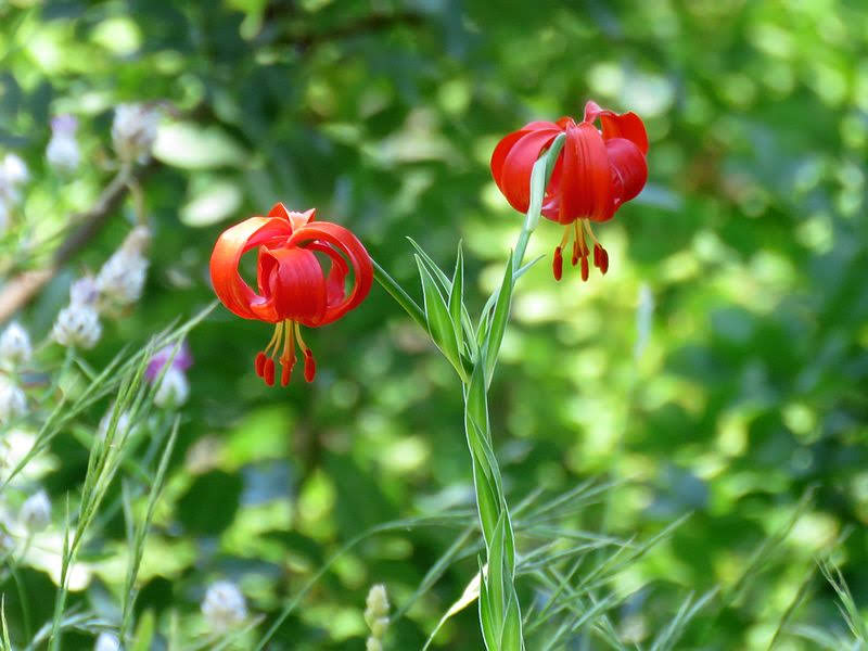 Zanim znów wyruszysz w góry - przewodnik na górskie wędrówki