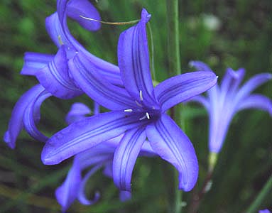 Lavender Garden Cottage: Flower of the Day - Lavender Mountain Lilies