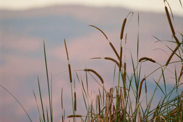 foto y natura: Duendes del tular