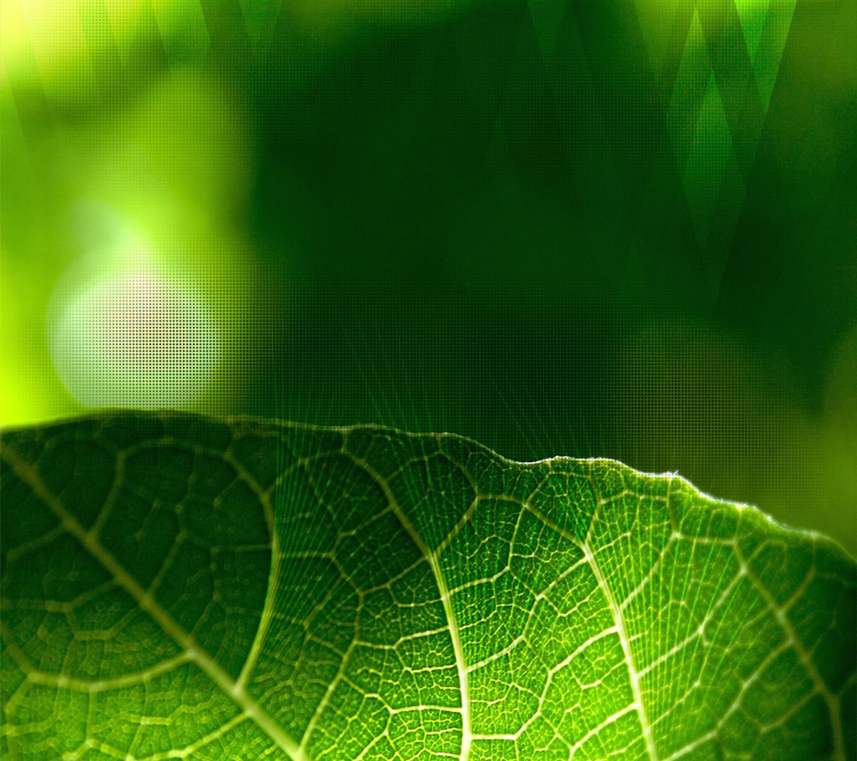 Gambar-Gambar Daun yang Alami dan Sangat Indah