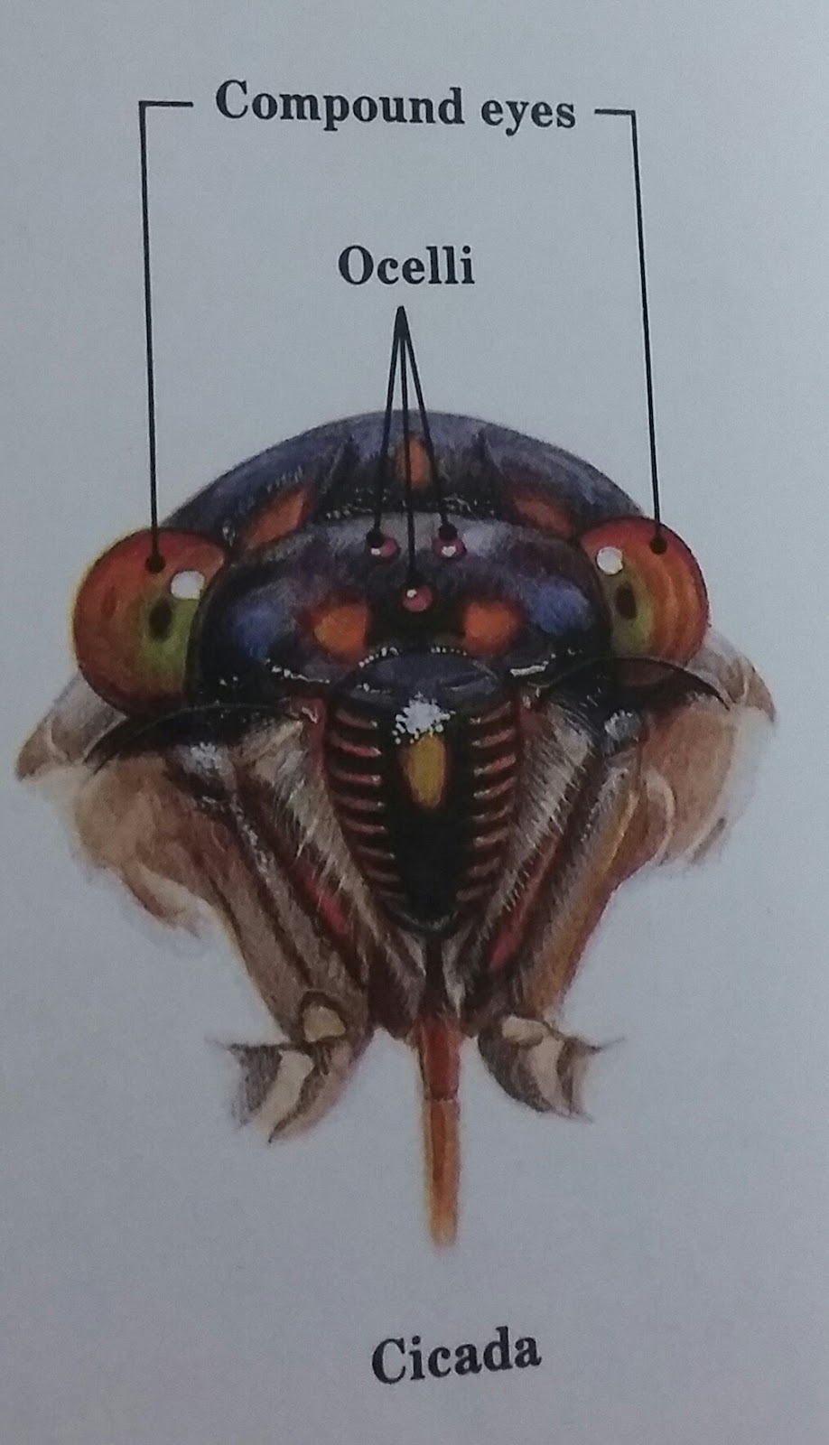 Wow Insects: How do insects see?