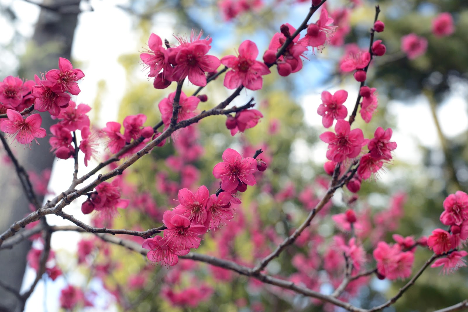 Feb-ulous Kyoto: Plum Blossom | Joie de Vivre - Blog by g4gary