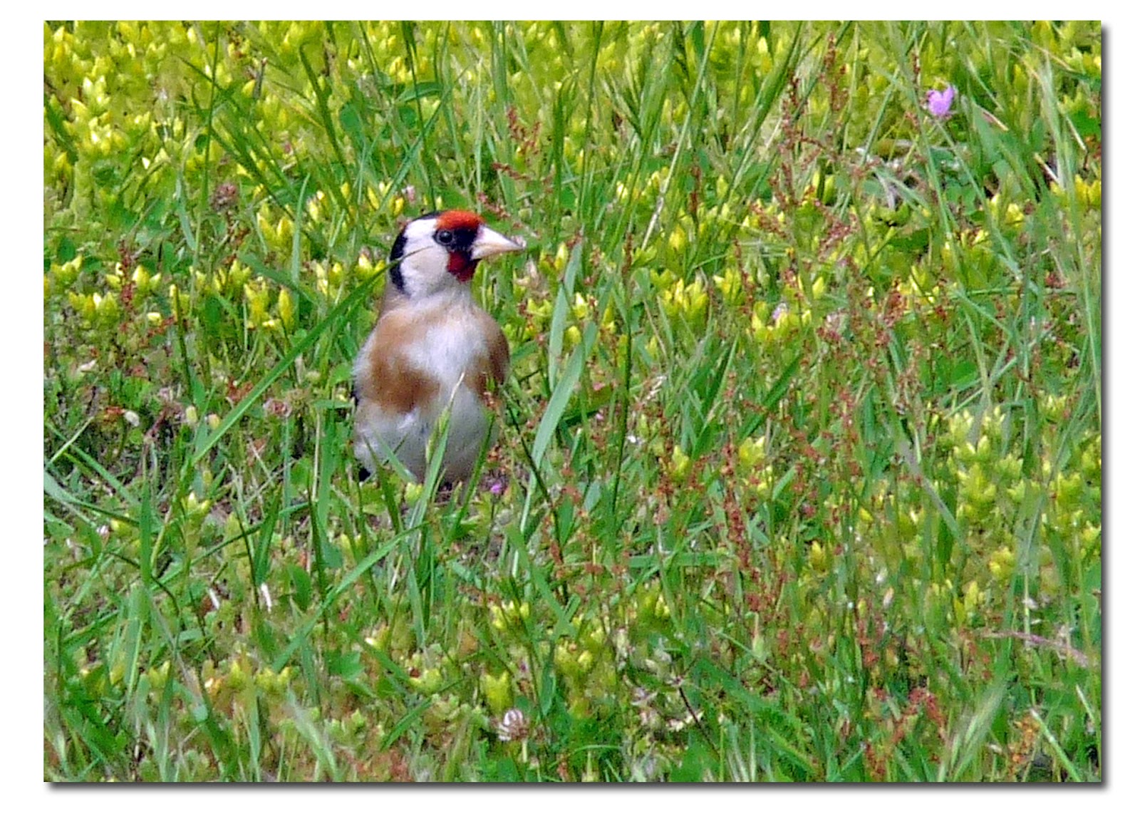 Wild and Wonderful: Beautiful Birds (45): Goldfinch