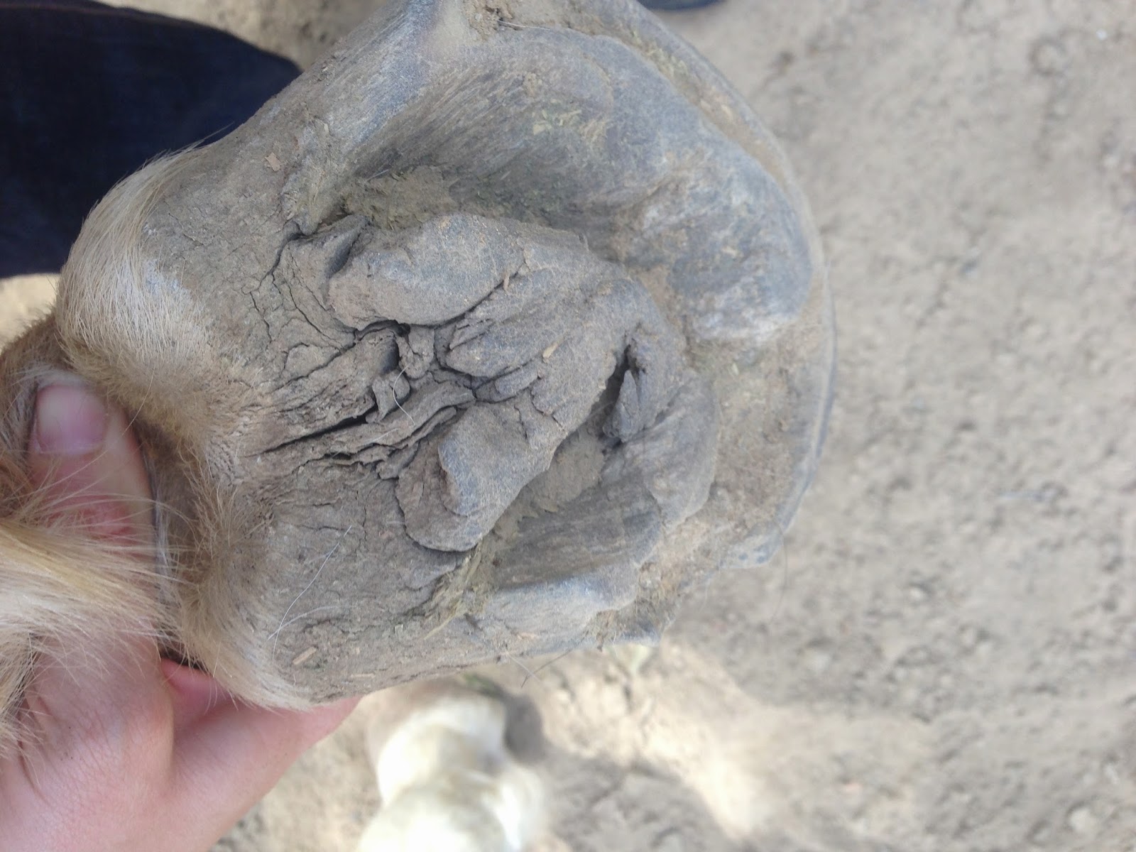 The Chestnut Mustang Blog: Hooves, Walking Outside, and Solo Trails