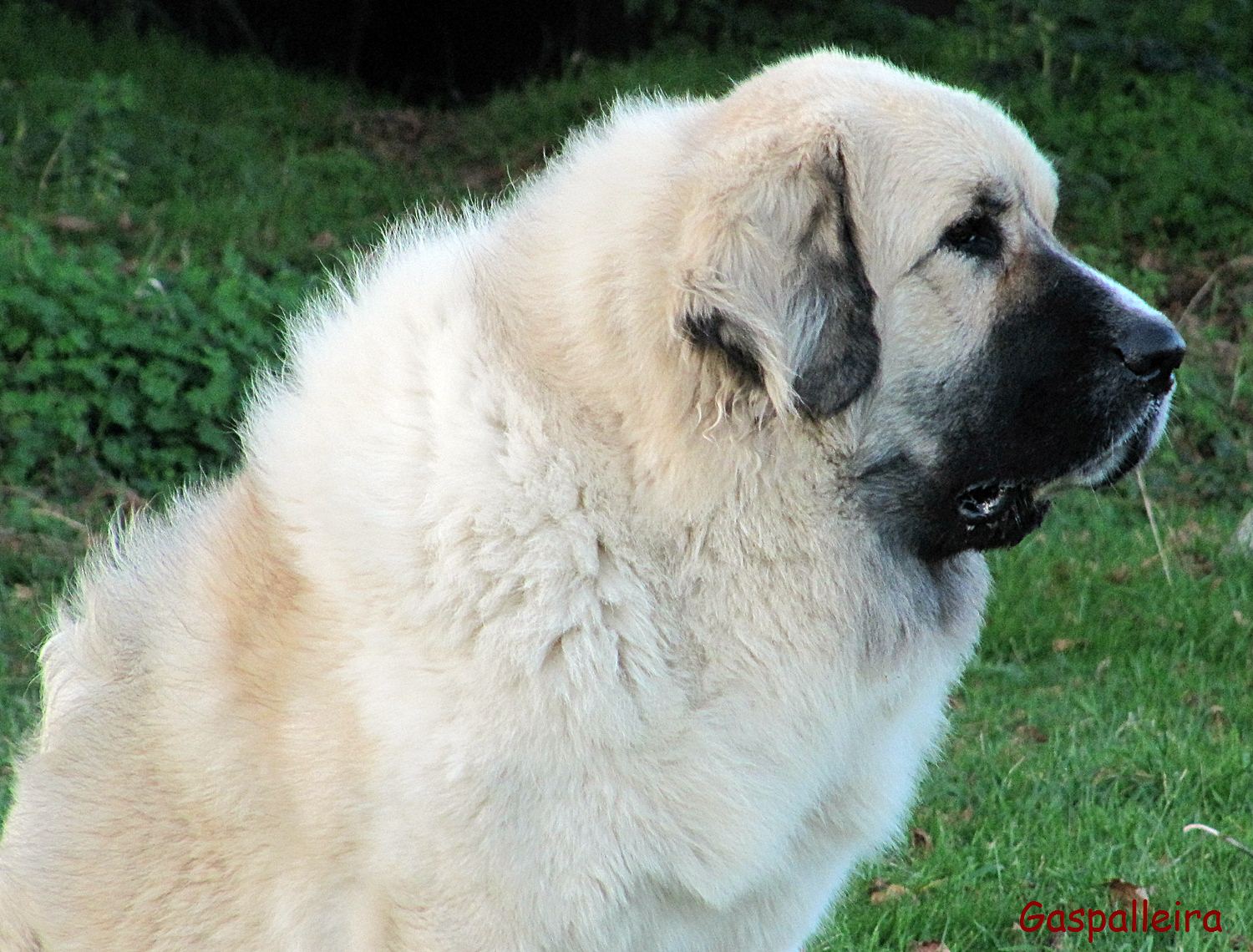 es sobre perros: Razas autóctonas: el Mastín del Pirineo