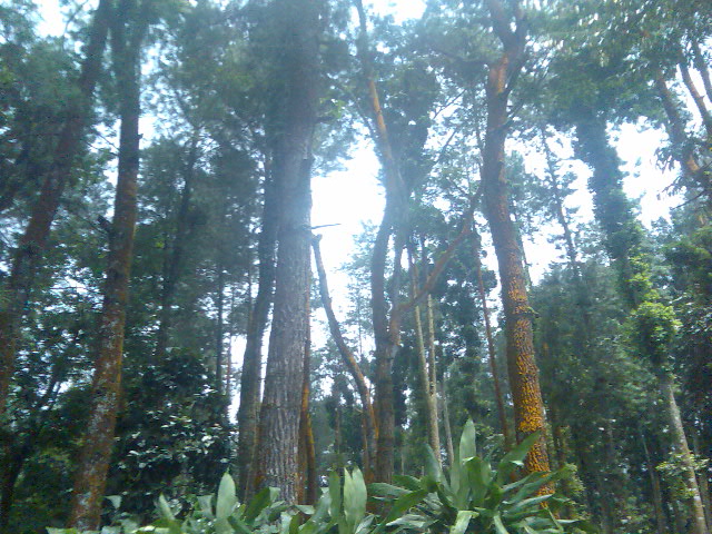 Red Dammar - Agathis Loranthifolia Rich