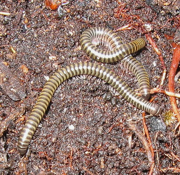 Esperance Fauna: Millipede - Order Spirobolida