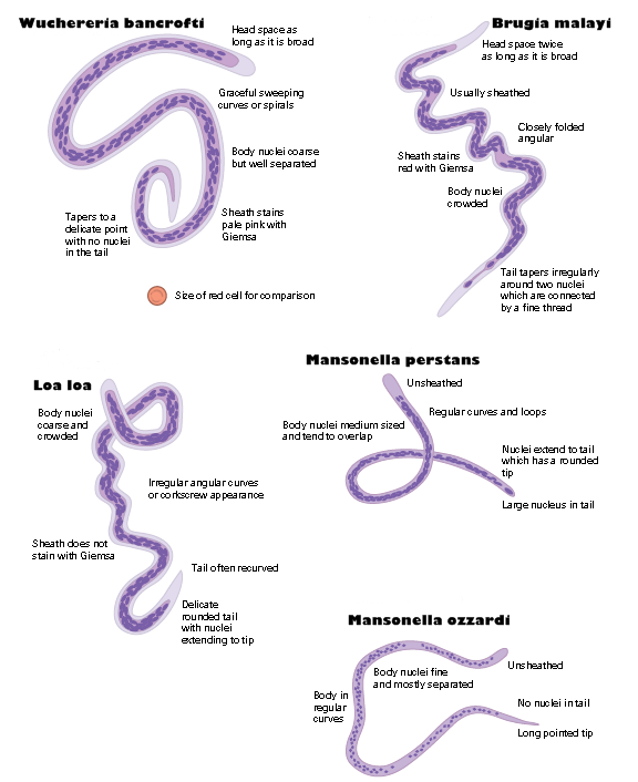 LymeNet Flash: The Microscopy Thread