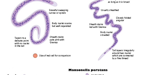 VETERINARY HEMATOLOGY DEXTERVET: Morphological features which are ...